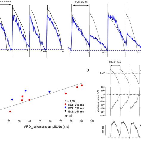 Relationship Between Apd And Cat Amplitude Alternans A Illustrates