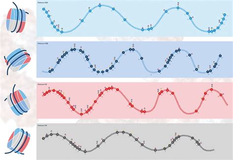 Histone Modification