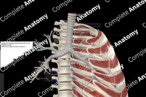 Anterior Segmental Bronchus Of Right Lung Complete Anatomy Anterior Segmental Bronchus Of Right Lung Complete Anatomy