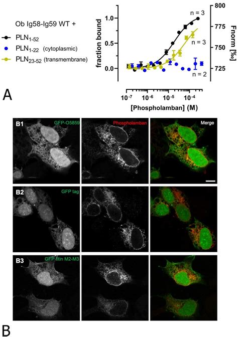 characterization of the interaction between obscurin and phospholamban