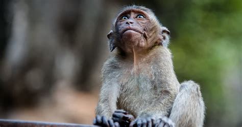 Growing Human Cells In Monkey Embryos Is Problematic But Not For The Reasons People Think