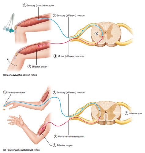 Lab Practical Diagram Quizlet