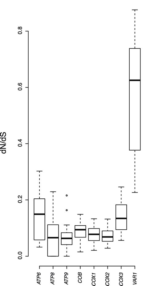 Box Plot Comparisons Of The Dnds Ratio V Estimated In The Various Mt