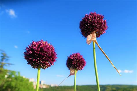 무료 이미지 자연 장미 꽃 봄 아름다운 화려한 빨간 녹색 경치 나무 숲 하늘 담홍색 꽃 피는 식물 식물학 부식 야생화 아마 릴리스 가족