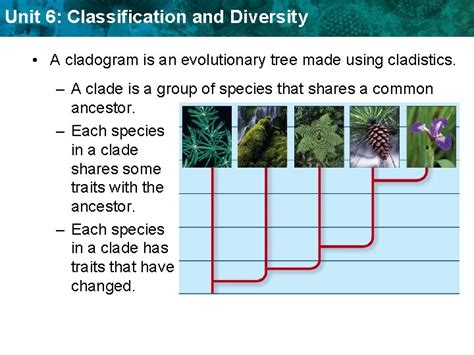 Unit 6 Classification And Diversity Linnaeus Classification System