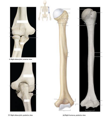 Humerus And Elbow Joint Right Humerus Posterior View Diagram Quizlet