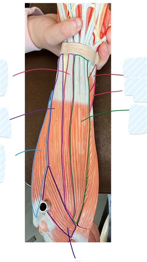 Posterior Forearm Model Diagram Quizlet