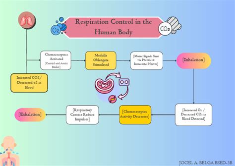 Flowchart Respiration Pdf