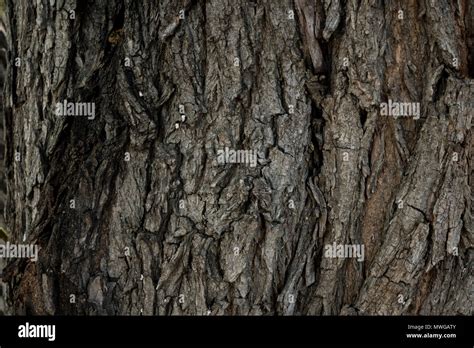 Dry Tree Bark Texture Background Stock Photo Alamy