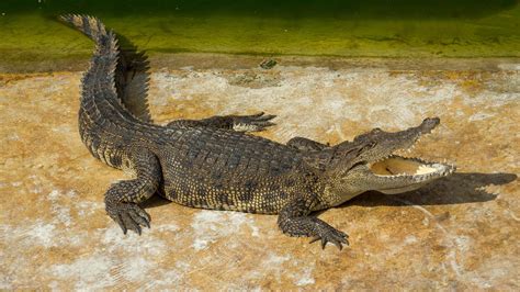 7 самых опасных животных в мире Некоторые выглядят вполне добродушно РБК Life