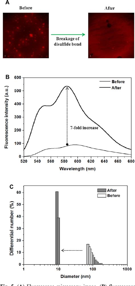 Figure 1 From Bio Derived Poly γ Glutamic Acid Nanogels As Controlled Anticancer Drug