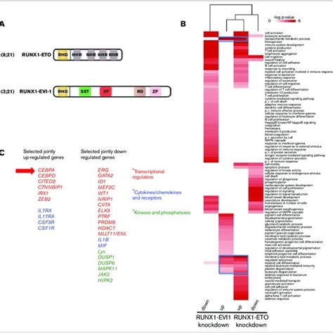 comparison of c ebpa binding after induction and after runx1 eto or