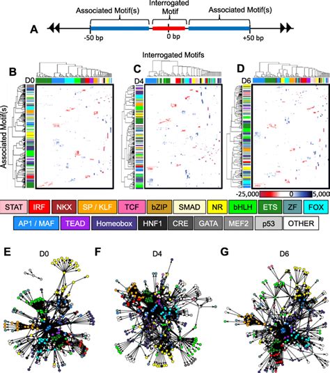 Transcription Factor Interaction Networks Within Enhancer Regions Shift