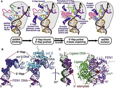 Human Flap Endonuclease Structures Dna Double Base Flipping And A