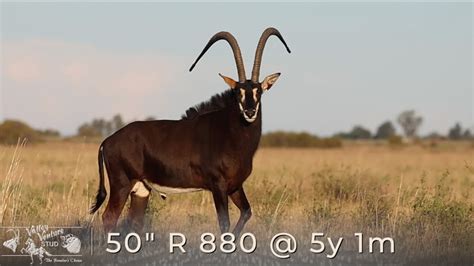 Lot 047 50 R8080 Fulltime 5y 1m Youtube