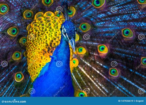 Male Peacock Tail Stock Image Image Of Turkey Feathers 147926619