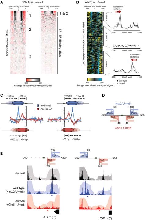 Genome Wide Nucleosome Positioning By Isw2 Ume6 At Ume6 Target Download Scientific Diagram