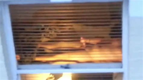 Man Naked Voyeur Window Pics
