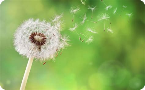 Allergy Kenvue Health Professionals