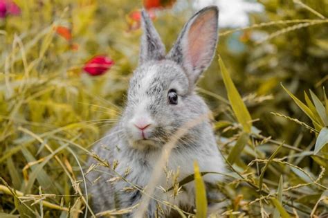 Understanding Rabbit Behavior In The Wild Insights And Intricacies