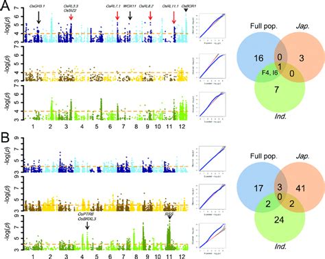 Identification Of Robust Root Qtls By Gwas Manhattan Plots And