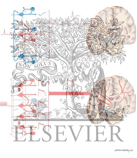 Normal Electrical Firing Patterns Of Cortical Neurons And The Origin And Spread Of Seizures