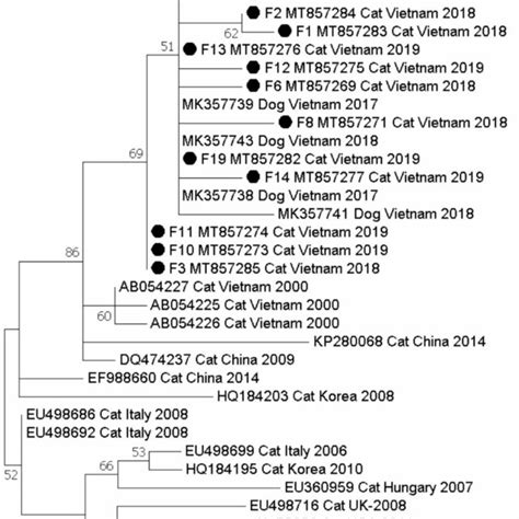 Maximum Likelihood Ml Phylogenetic Tree Based On The Nucleotide Download Scientific Diagram