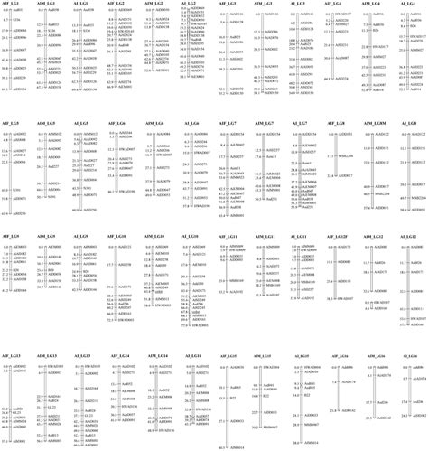 Consensus Microsatellite Based Linkage Map For Bay Scallop Argopecten