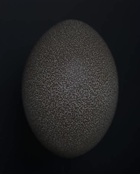 Ovoid Nick Horan Drawings