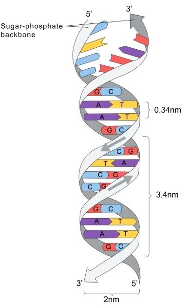 Dna Reverse Complement Tool Vectorbuilder