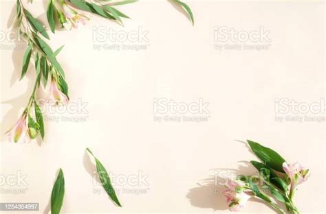 녹색 유칼립투스 잎과 분홍색 꽃은 분홍색 배경에 고립 되어 있습니다 공간 평평한 평지 상단 뷰를 복사합니다 플로럴 카드