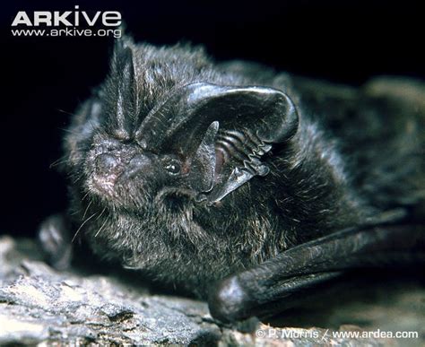 Barbastelle Alchetron The Free Social Encyclopedia