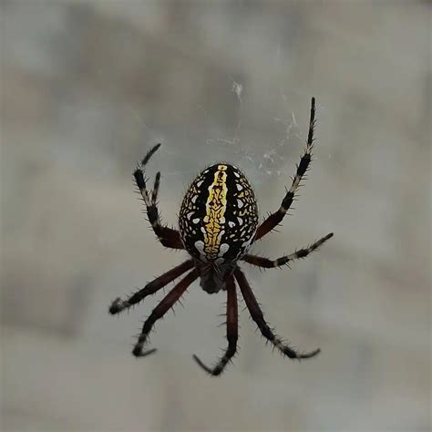 21 Common Spiders In Utah Pictures And Identification