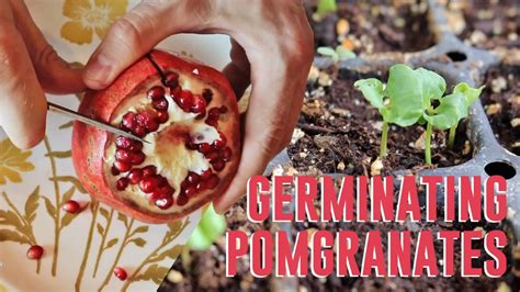 How To Start Pomegranates From Seed The Easy Way The Survival Gardener