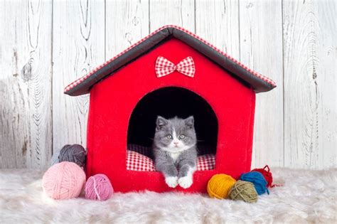Premium Photo British Bicolor Kitten Grey And White Cute Cat
