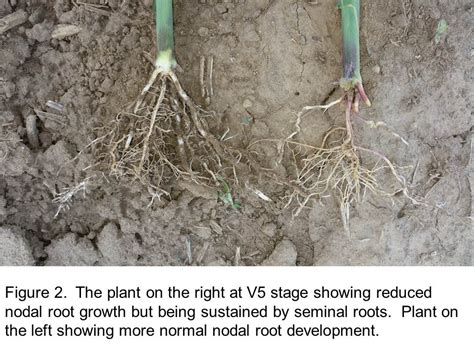 Corn Nodal Roots Under Stress Maizex Seeds Inc