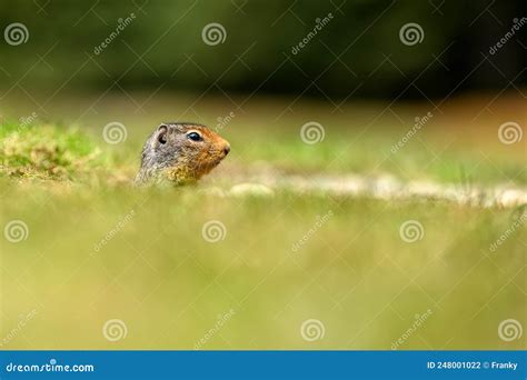 Columbian Ground Squirrel Urocitellus Columbianus Looking Out Of The