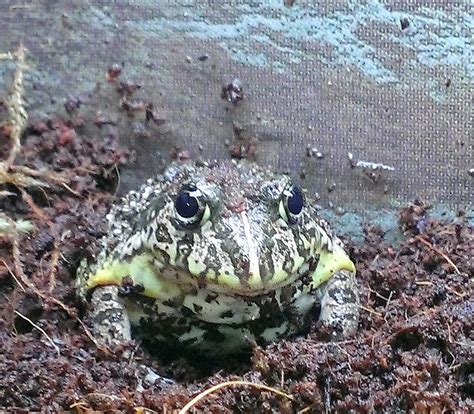 Pixie Frog By Snakegirl1991 On Deviantart