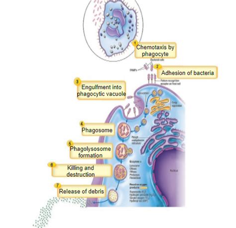 Bly213 Connect Ch12 Flashcards Quizlet