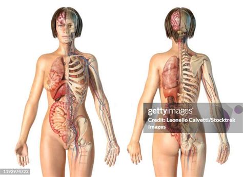 Anatomy Of The Female