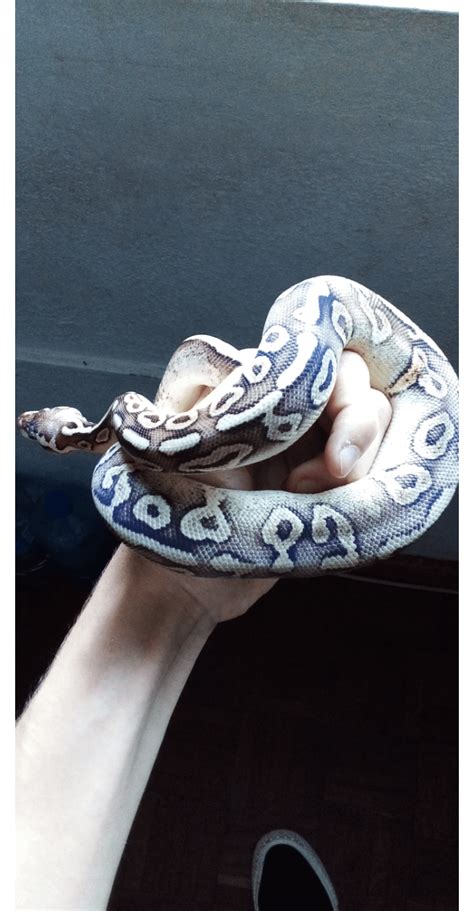 Looking Scrumptious Rballpython