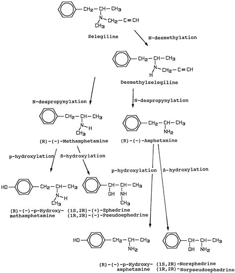 Metabolism Of Selegiline In Humans Drug Metabolism And Disposition