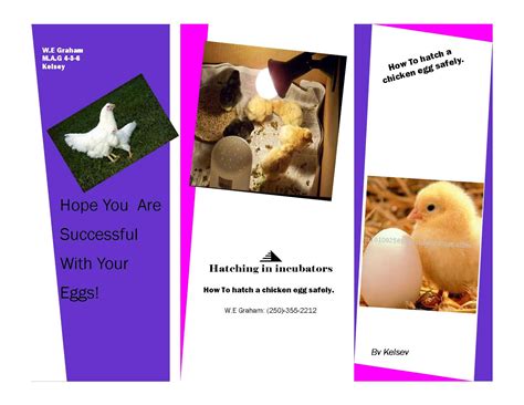 Mr Derias Class Mag 4 5 6 Hatching Chicken Eggs In The Classroom