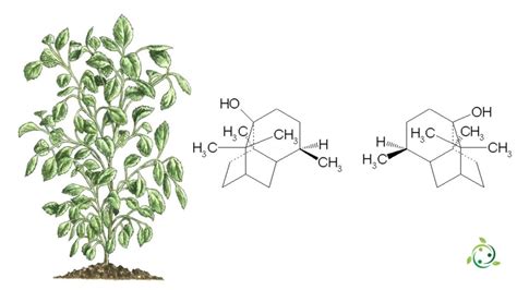 Patchoulol Chemical Formula Properties Use In Perfumery