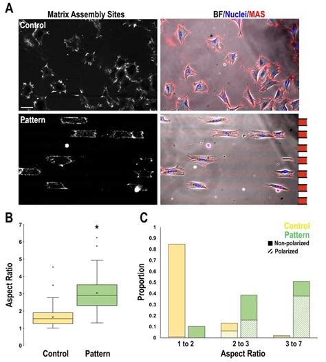 Matrix Assembly Site Distributions Of Nih 3t3 Cells On Fn Striped