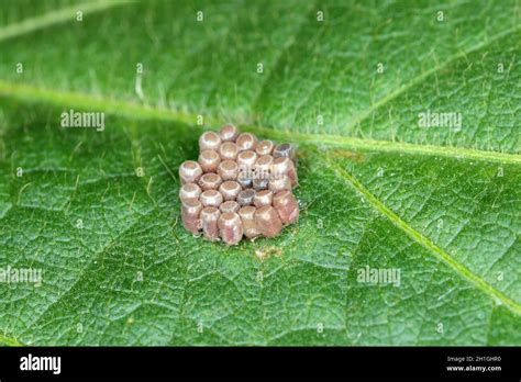 Pentatomidae Eggs