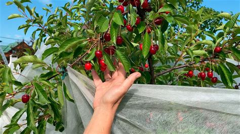 Защищаем вишню от птиц Youtube