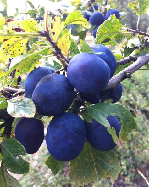 Blue Damson Plum Tree Very Old Variety Rugged Vigorous And