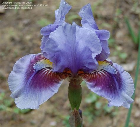 Iris Megglethorp Intermediate Bearded Iris Garden Care Showy Flowers