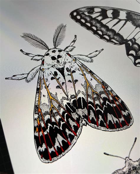 Insect Drawing